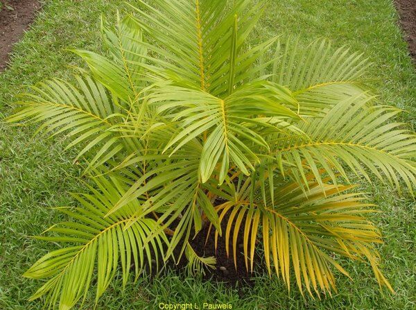 Menyerap Debu Rumah Dengan Tanaman Hias - Toko Kunci Terlengkap di Bali